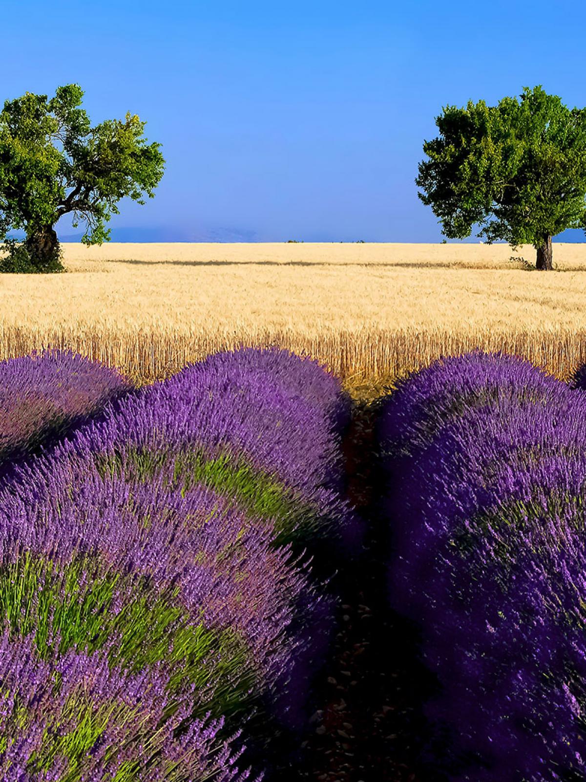 La Provence : mer, soleil et plaisirs | Provence-Alpes-Côte d'Azur Tourisme
