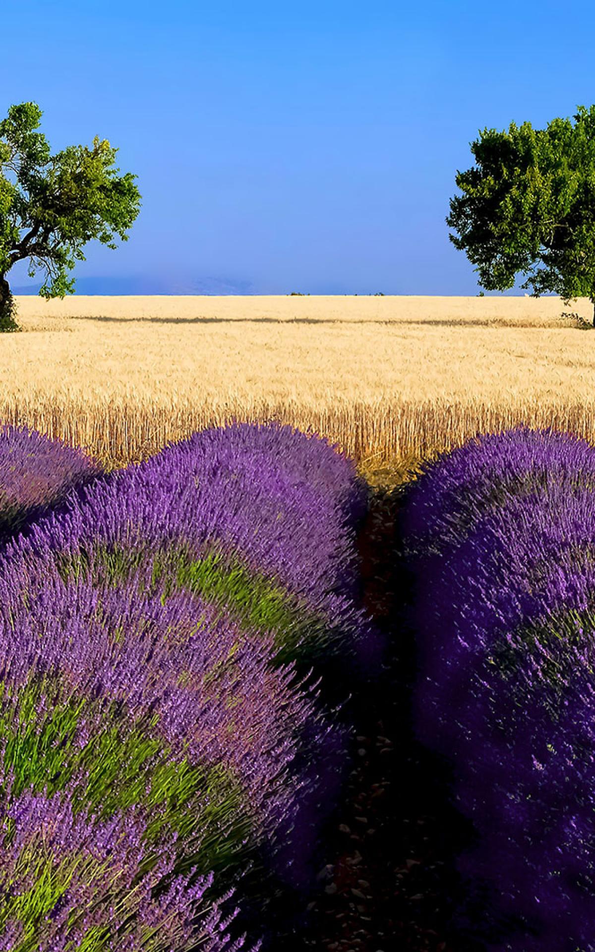 La végétation en Provence