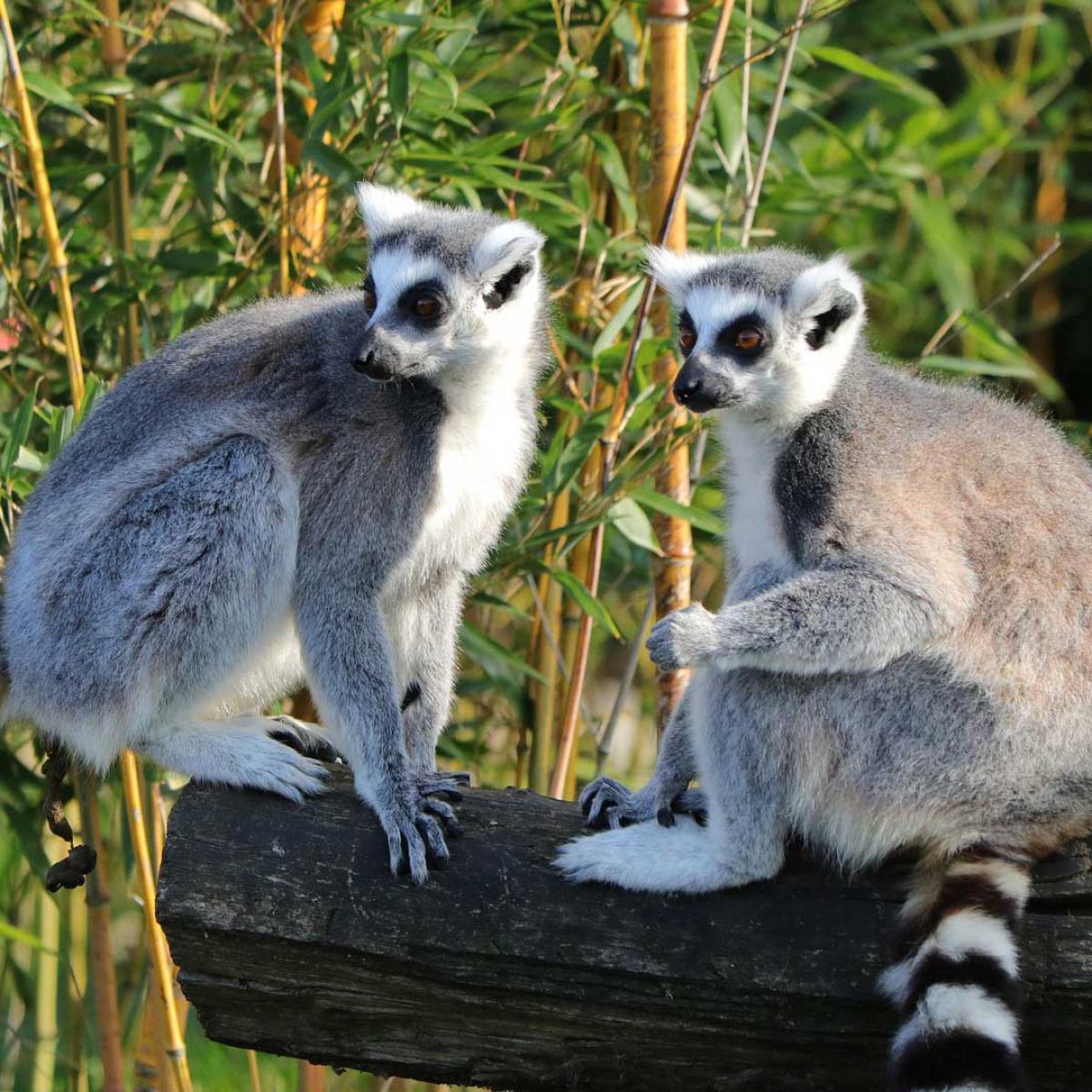 Zoo de la Barben : parc zoologique | Provence-Alpes-Côte d'Azur Tourisme