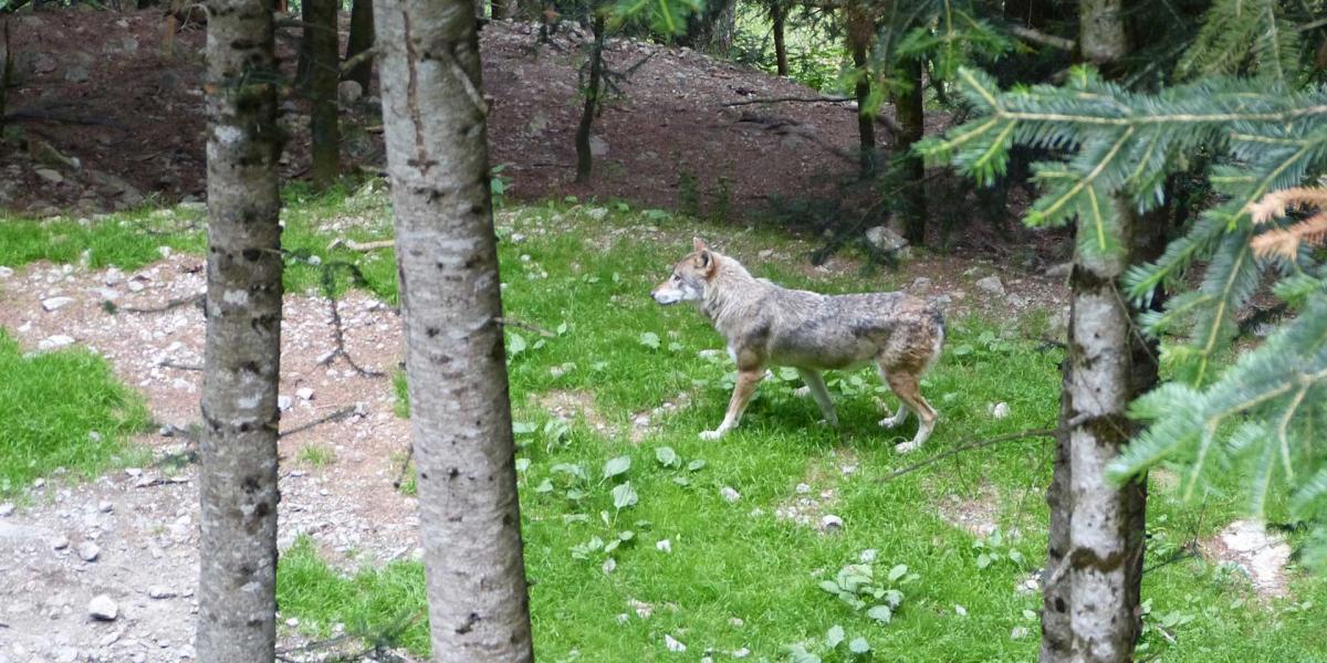 Parc Alpha : parc animalier | Provence-Alpes-Côte d'Azur Tourisme