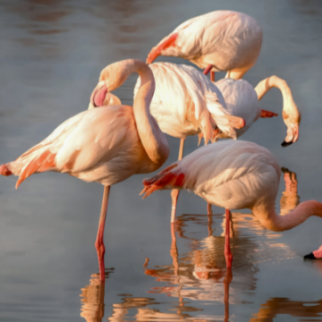 My life as a pink flamingo in Camargue | Provence-Alpes-Côte d'Azur Tourism