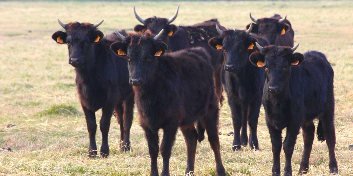 Courses camarguaises et traditions taurines | Provence-Alpes-Côte d ...