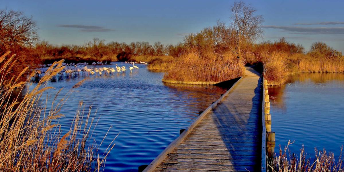 Camargue Regional Natural Park | Provence-Alpes-Côte d'Azur Tourism