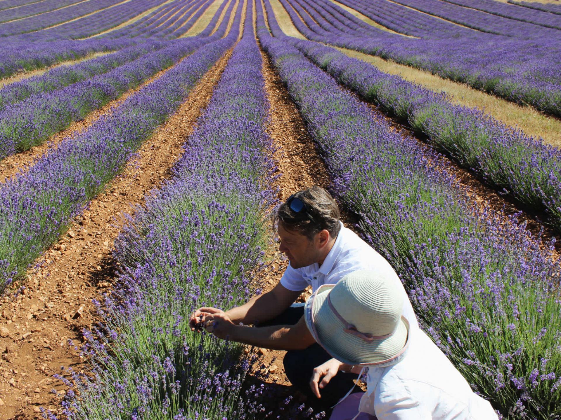 All about lavender in Provence | Provence-Alpes-Côte d'Azur Tourism