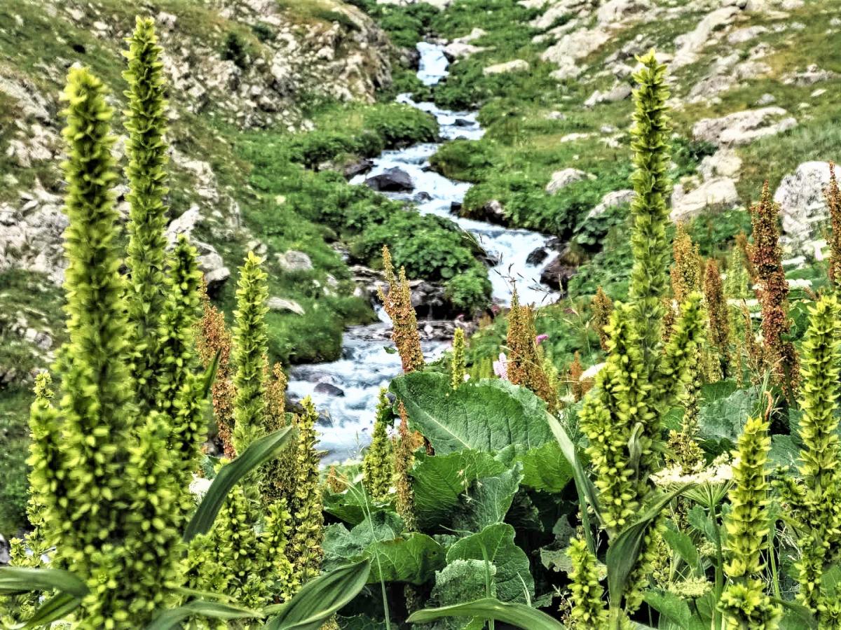 Terroir des Alpes : les bienfaits des plantes | Provence-Alpes-Côte d ...