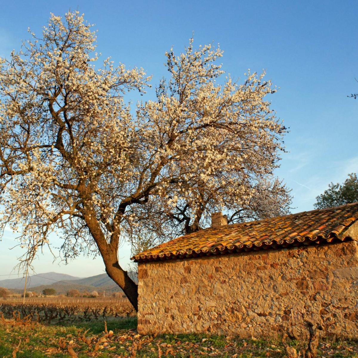Où observer les amandiers en fleur ? | Provence-Alpes-Côte d'Azur Tourisme