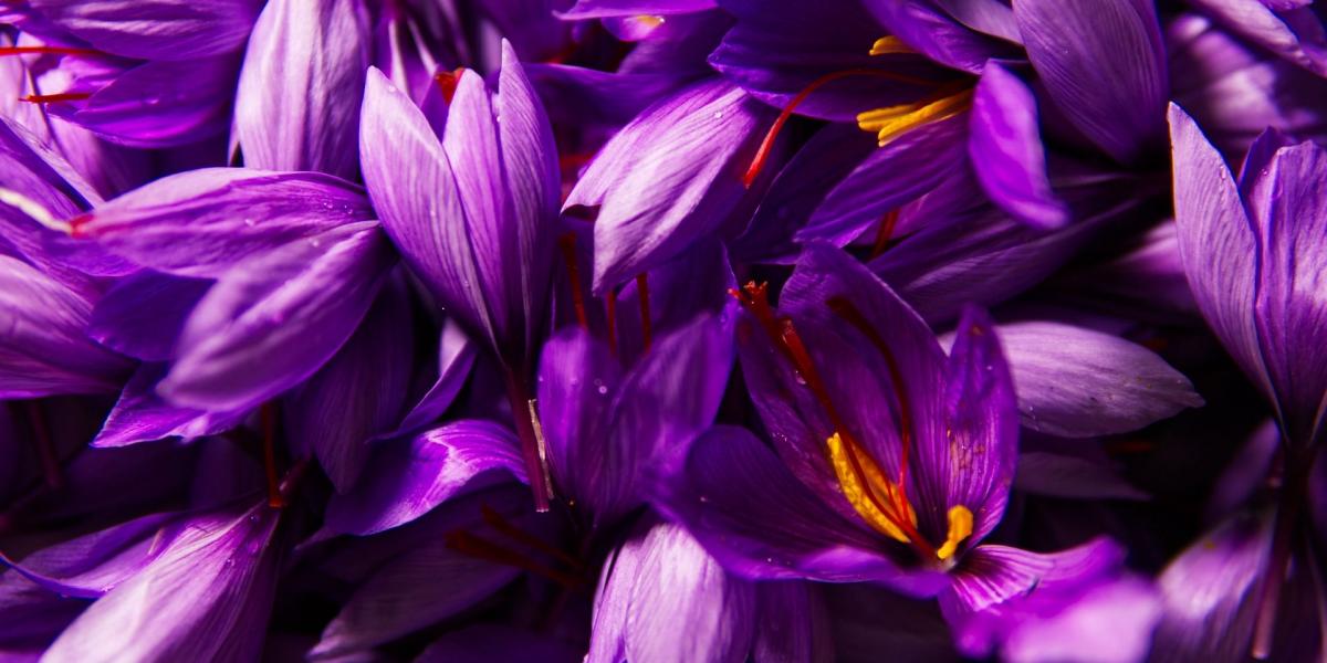 On the saffron road in Provence Unlock the secrets of saffron in ...