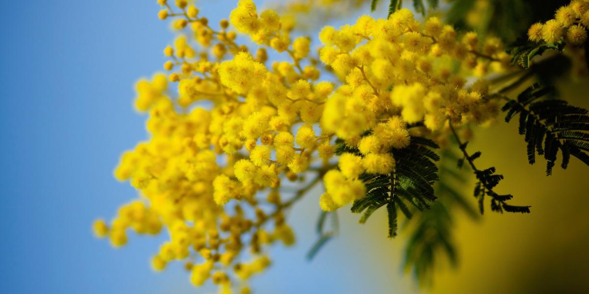 Le Mimosa en Provence : un arbre aux mille facettes | Provence-Alpes ...