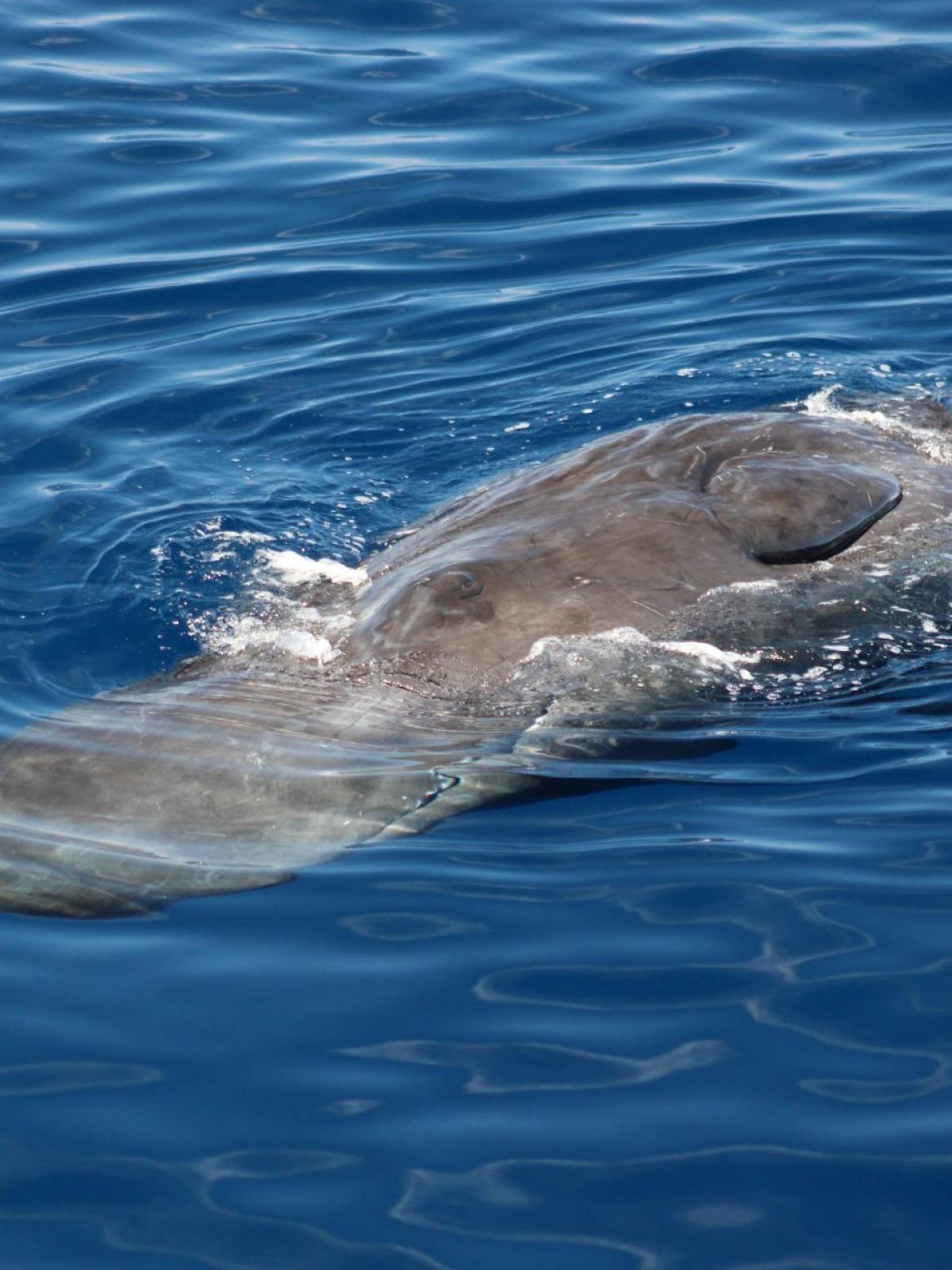 Whale Watching : observer les mammifères marins | Provence-Alpes-Côte d ...