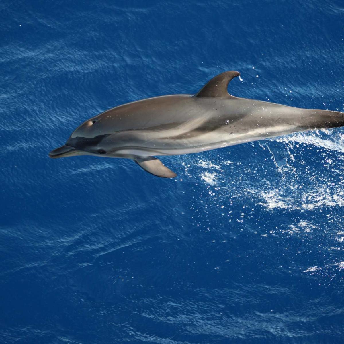 Whale Watching : observer les mammifères marins | Provence-Alpes-Côte d ...
